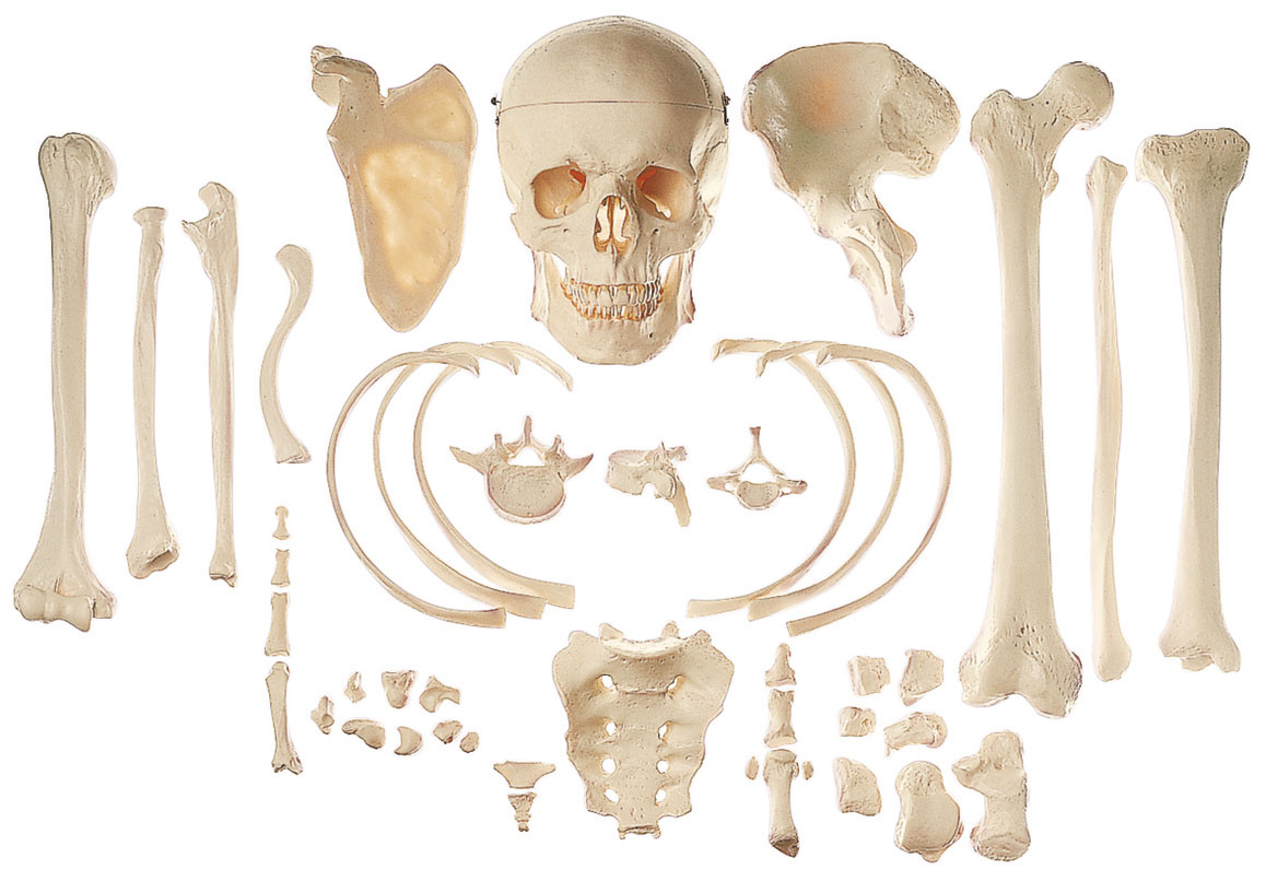 Collection of Typical Human Bones - Adam,Rouilly