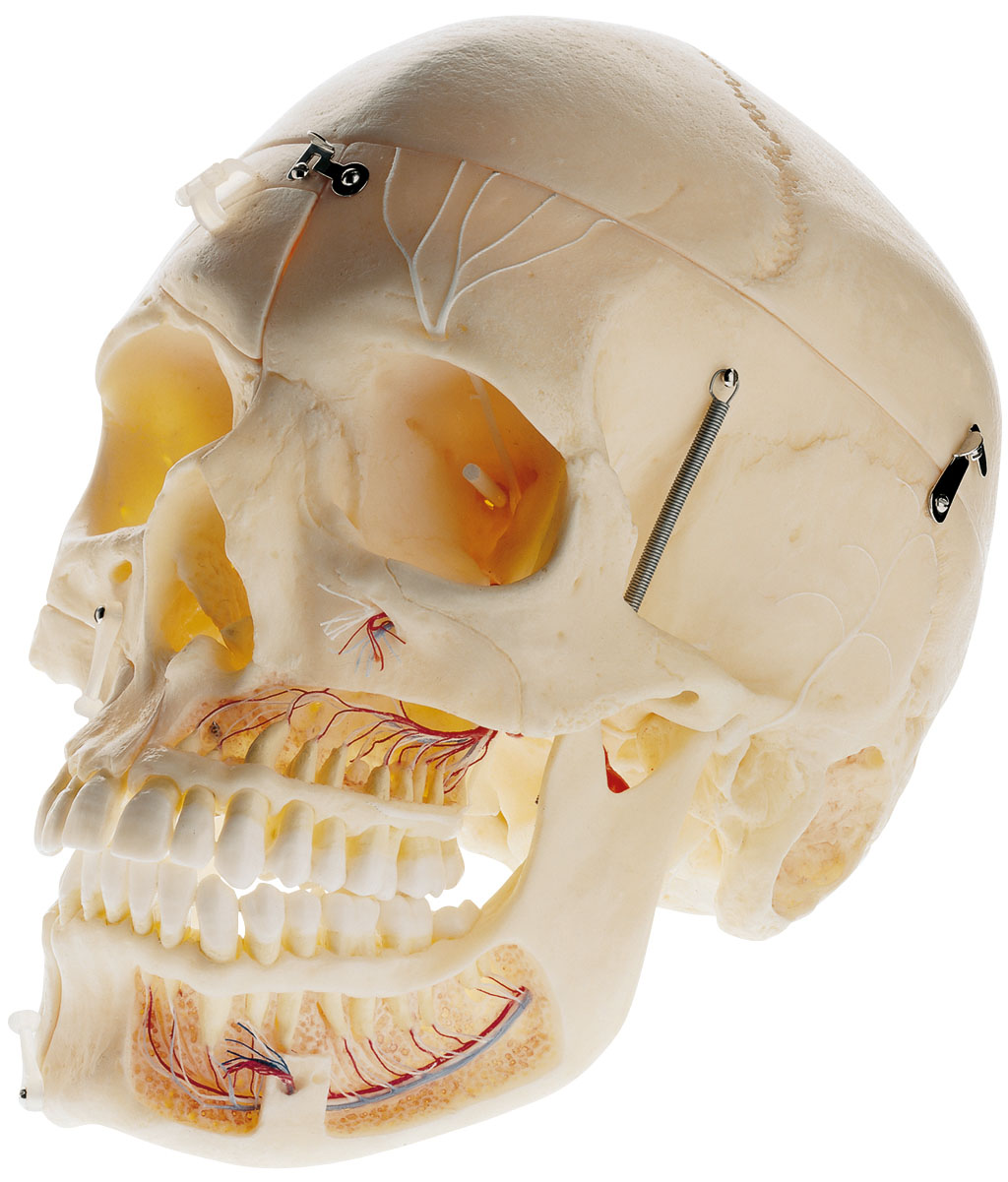 Artificial Demonstration Skull of an Adult (Separates Into 10 Parts ...