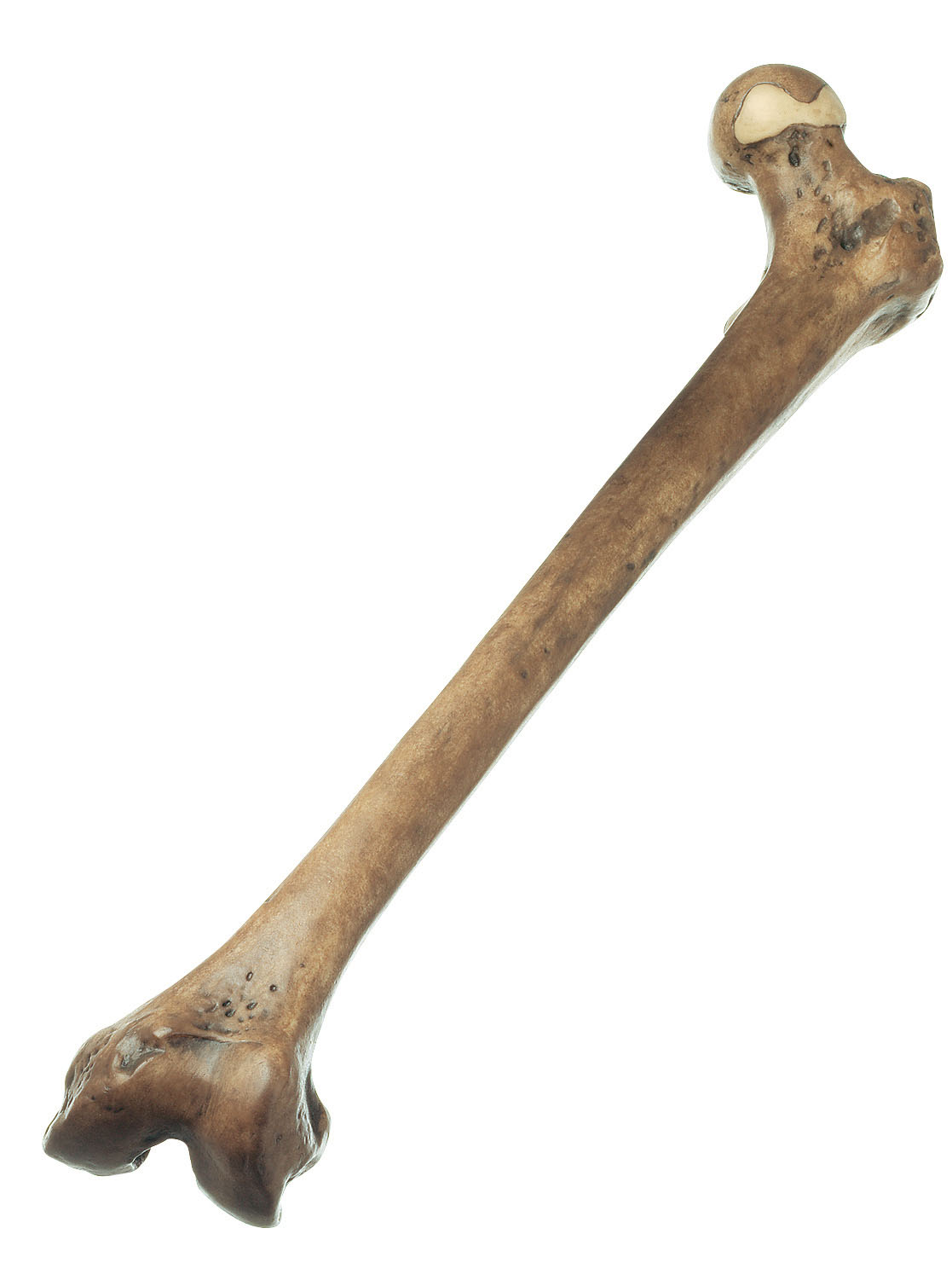 Reconstruction of a Thigh of Homo Erectus (Trinil 3) - Adam,Rouilly