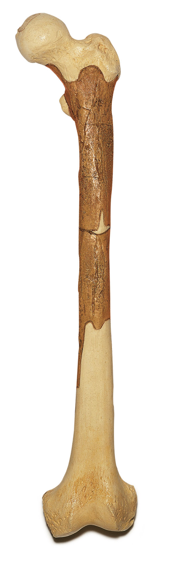 Reconstruction of a Thigh of Homo Ergaster - Adam,Rouilly