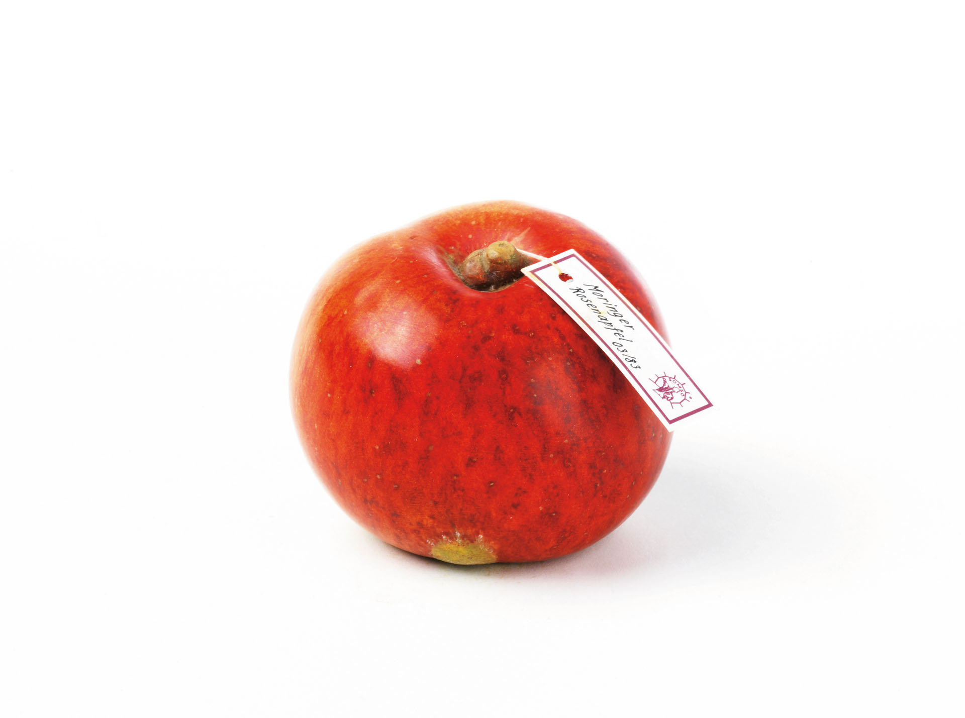 Moringer Rosenapfel - Adam,Rouilly