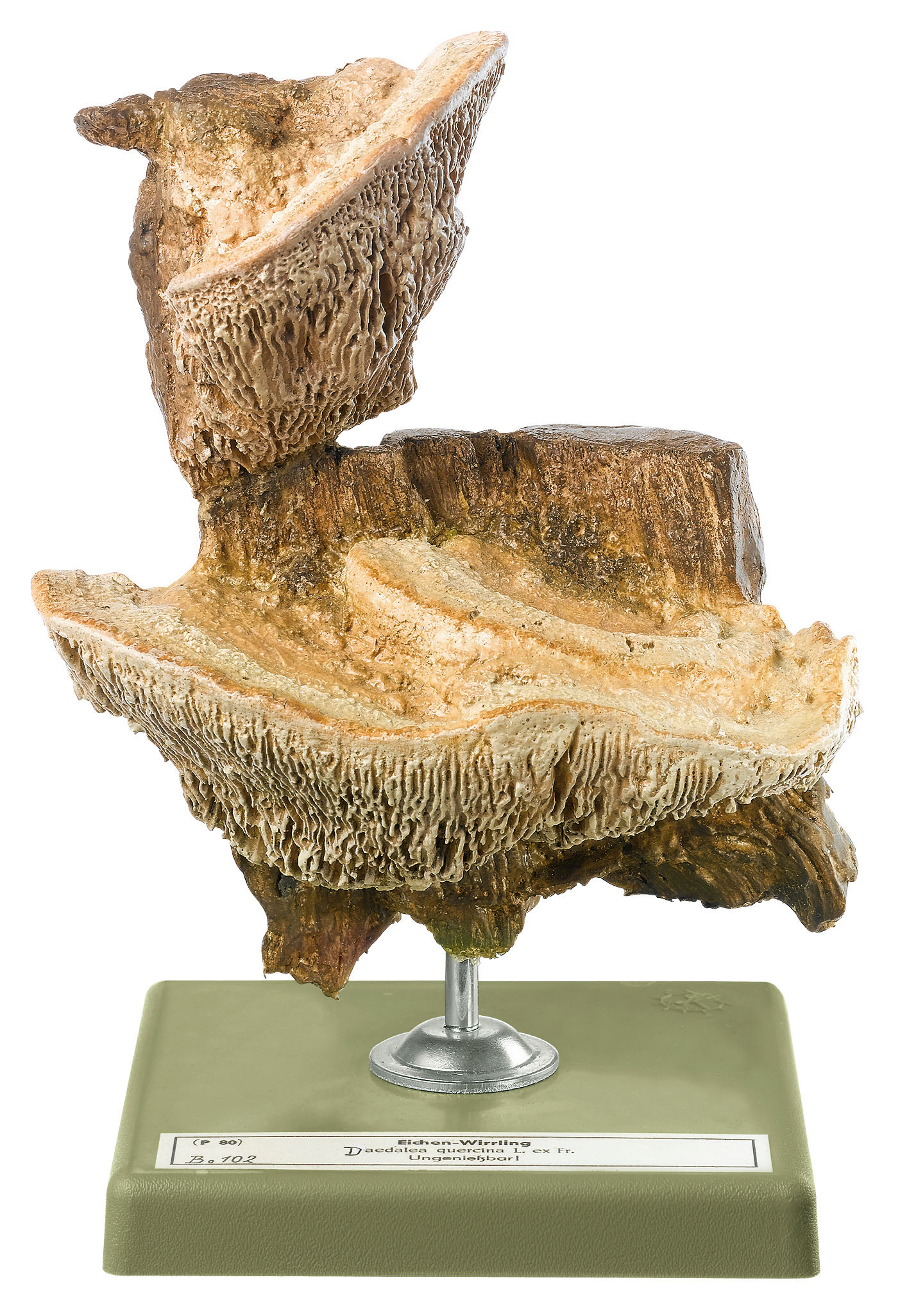 Oak Mazegill - Adam,Rouilly