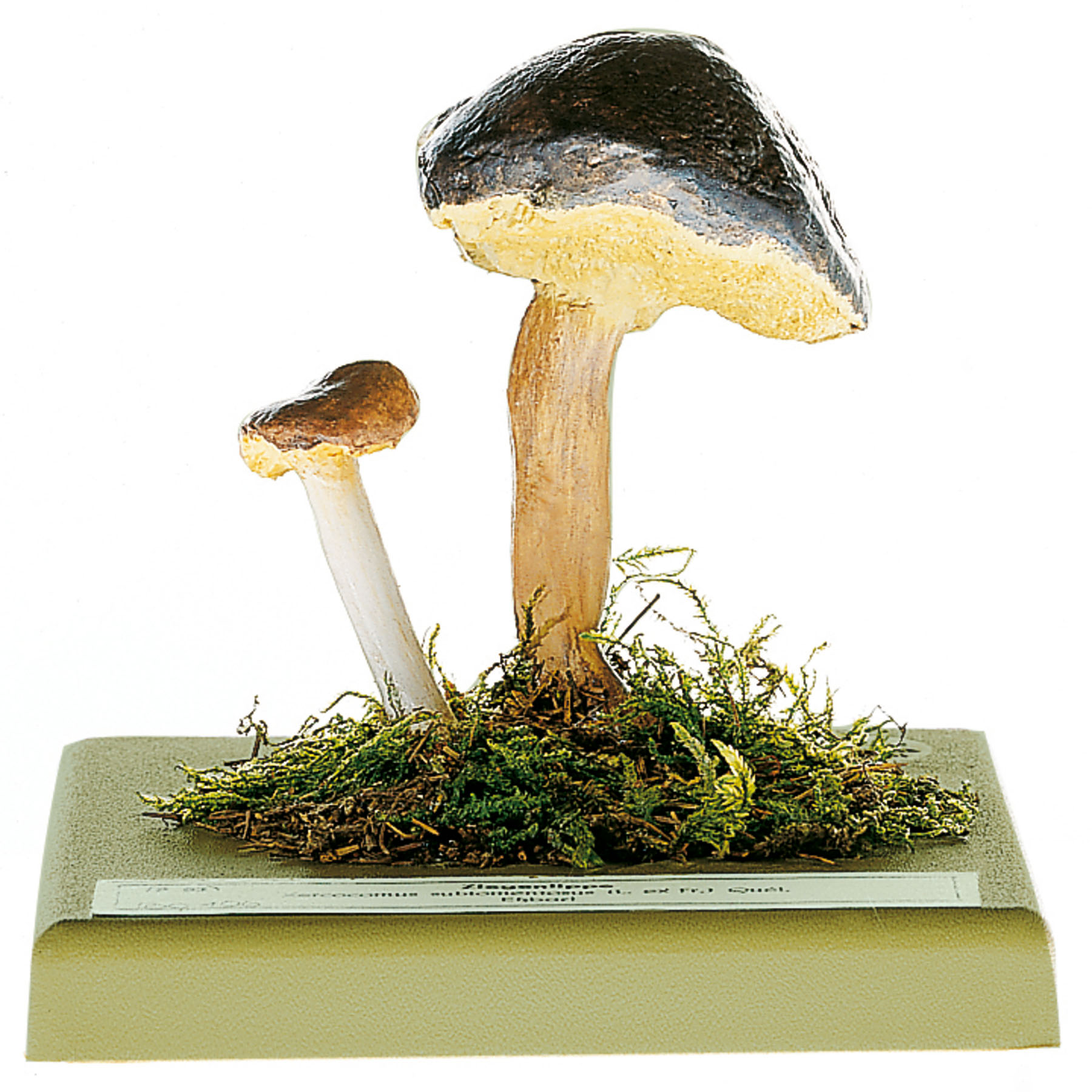 Suede Bolete | Adam,Rouilly