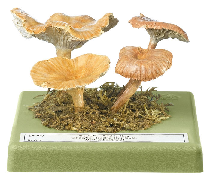 Mealy Funnel | Adam,Rouilly