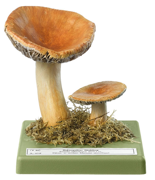 Ochre Brittlegill - Adam,Rouilly