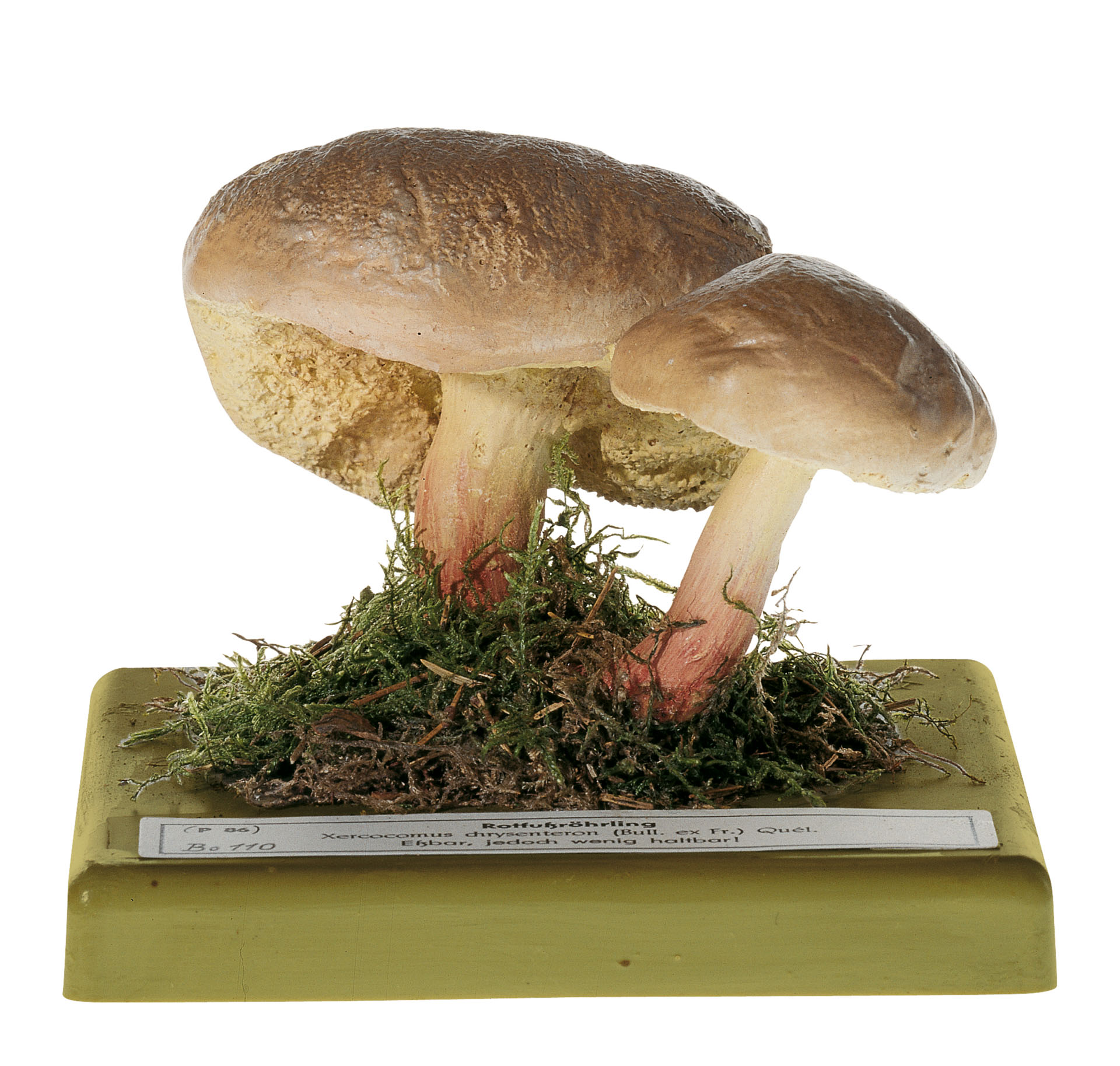 Boletus Chrysenteron | Adam,Rouilly