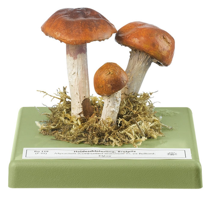 Orange Webcap - Adam,Rouilly