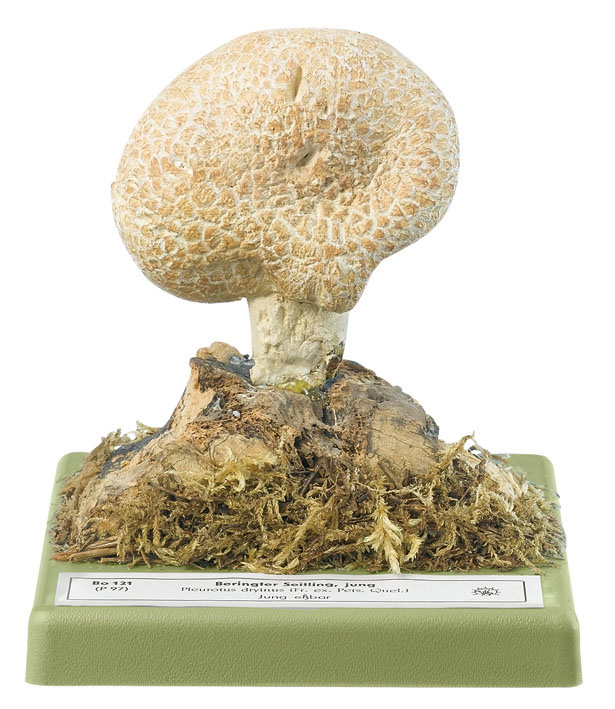 Veiled Oyster Mushroom - Adam,Rouilly