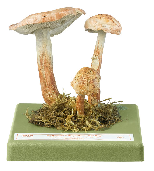 Spotted Toughshank - Adam,Rouilly