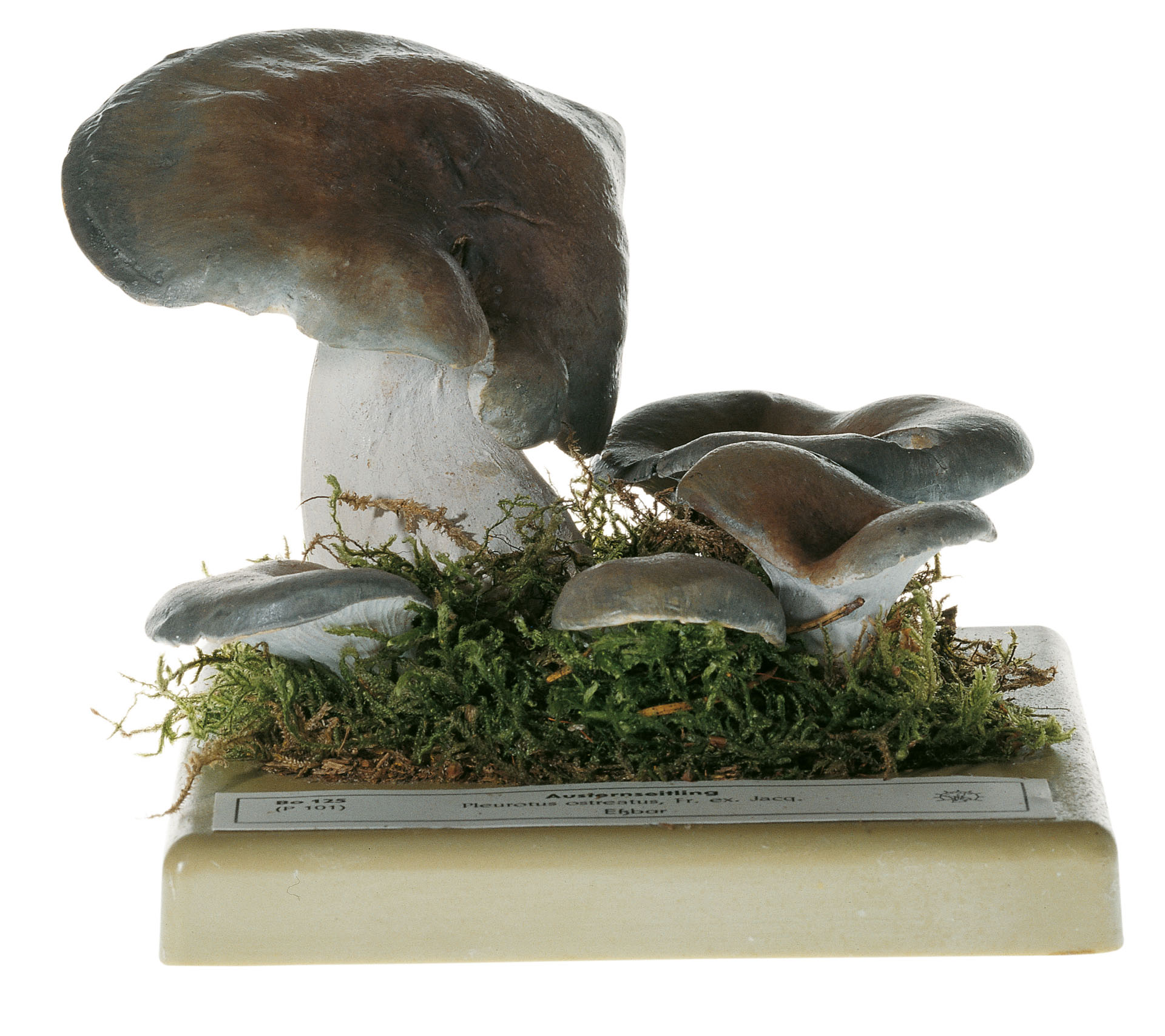 Oyster Mushroom - Adam,Rouilly