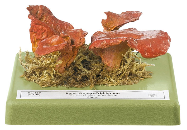 Apricot Jelly - Adam,Rouilly