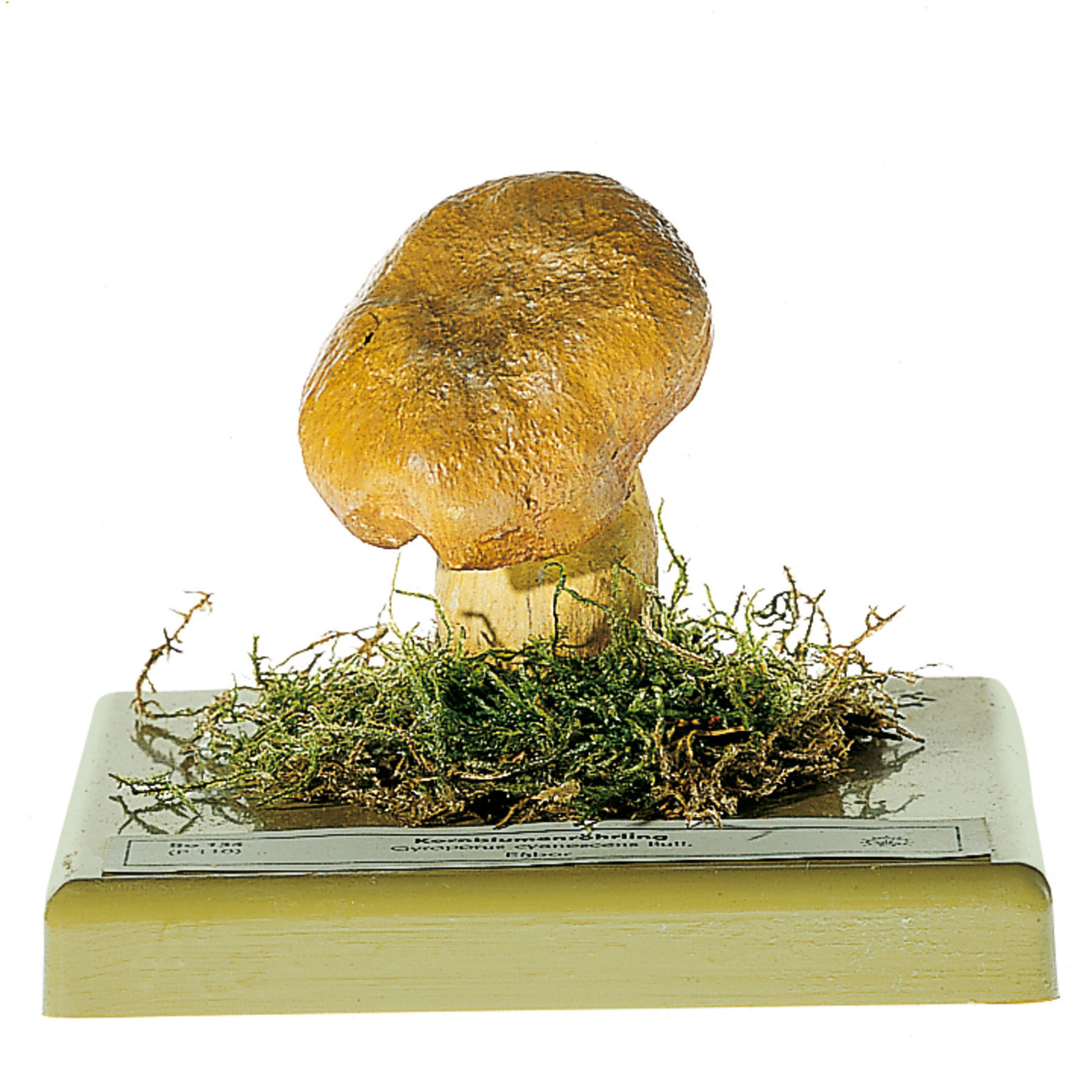 Bluing Bolete - Adam,Rouilly