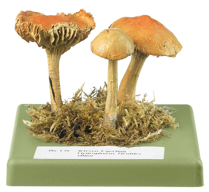 Meadow Waxcap - Adam,Rouilly