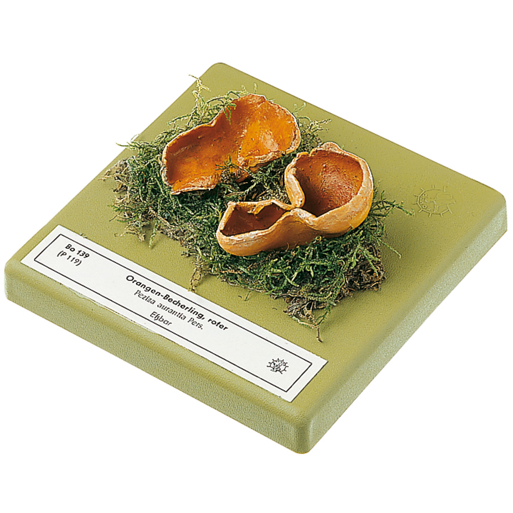 Orange Peel Fungus - Adam,Rouilly