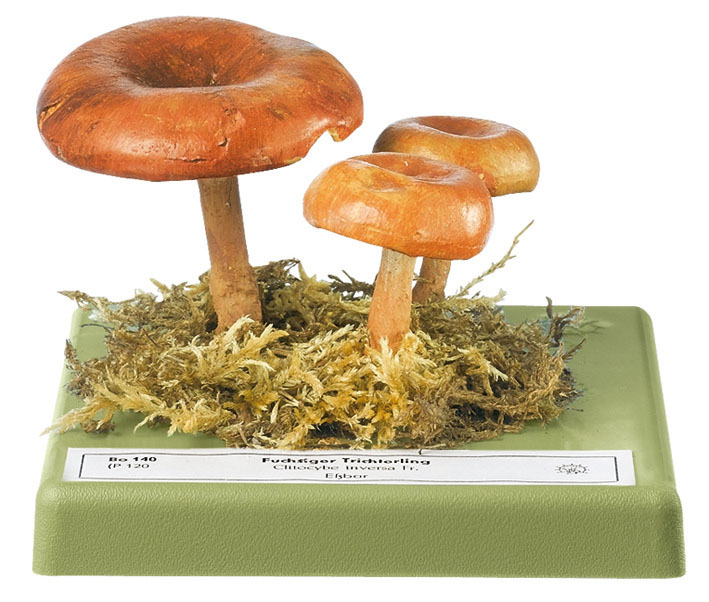 Tawny Funnel Cap - Adam,Rouilly