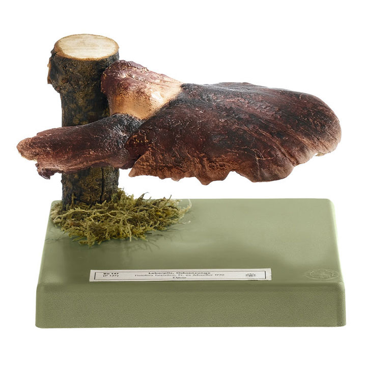 Beefsteak Fungus - Adam,Rouilly