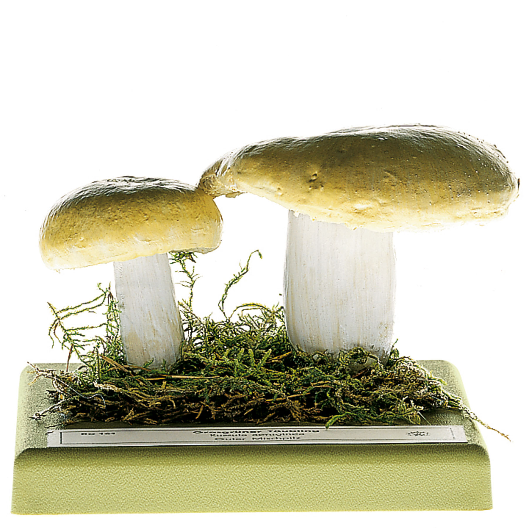 Grass-green Russula - Adam,Rouilly