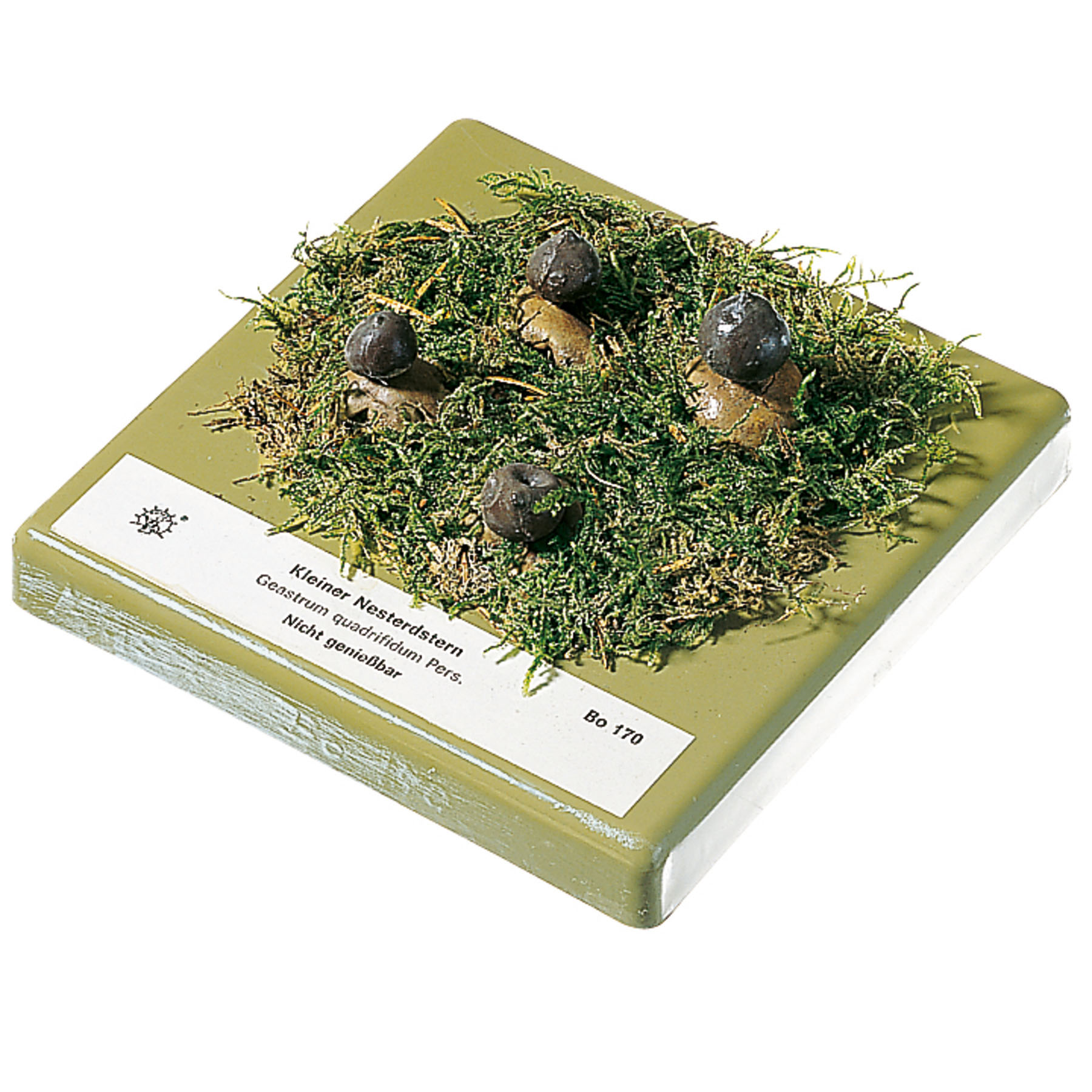 Rayed Earthstar - Adam,Rouilly