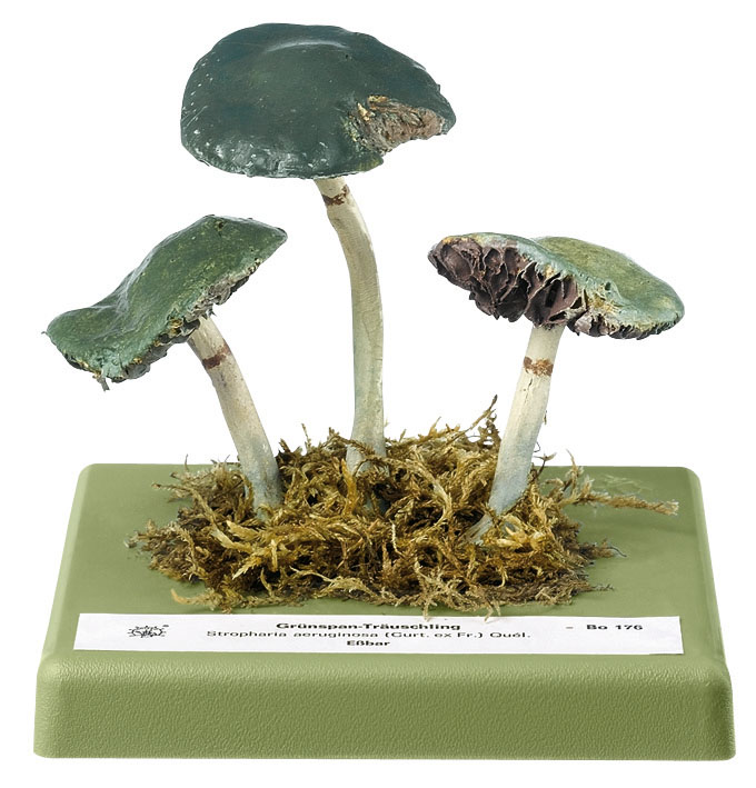 Verdigris Agaric - Adam,Rouilly