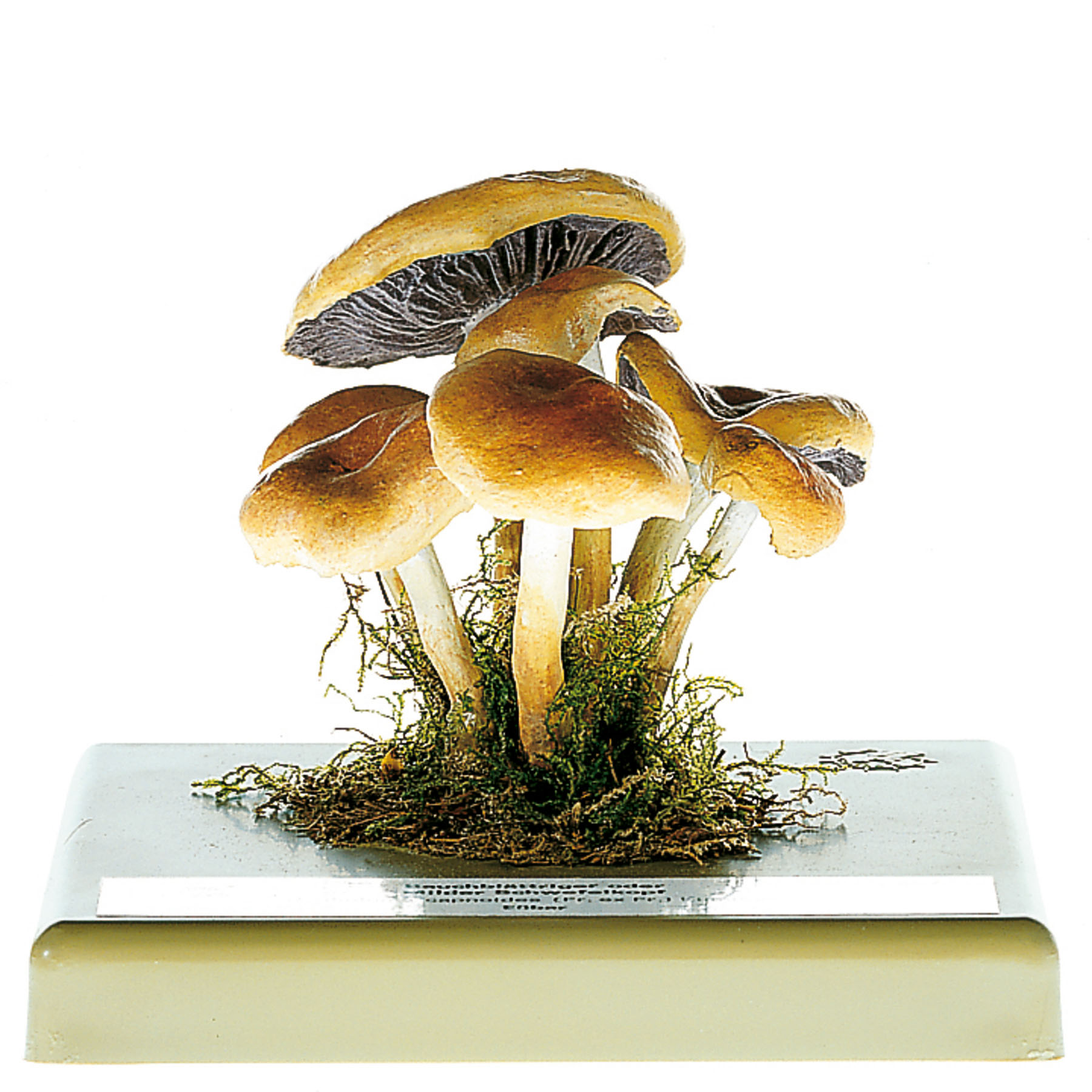 Conifer Tuft Mushroom - Adam,Rouilly