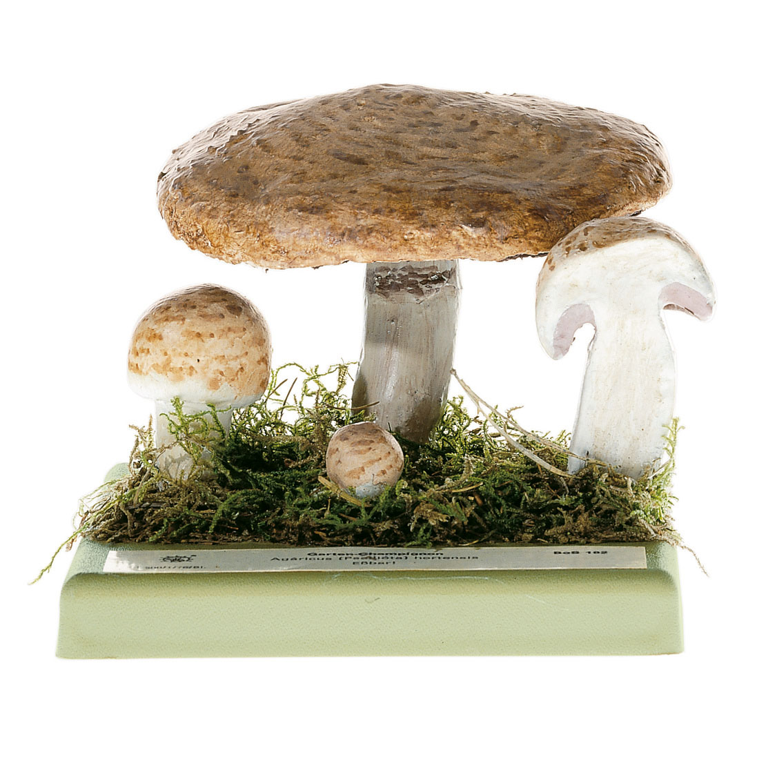 Portobello Mushroom - Adam,Rouilly