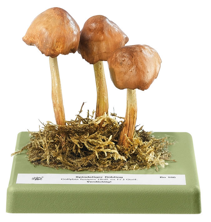 Spindleshank Mushroom - Adam,Rouilly