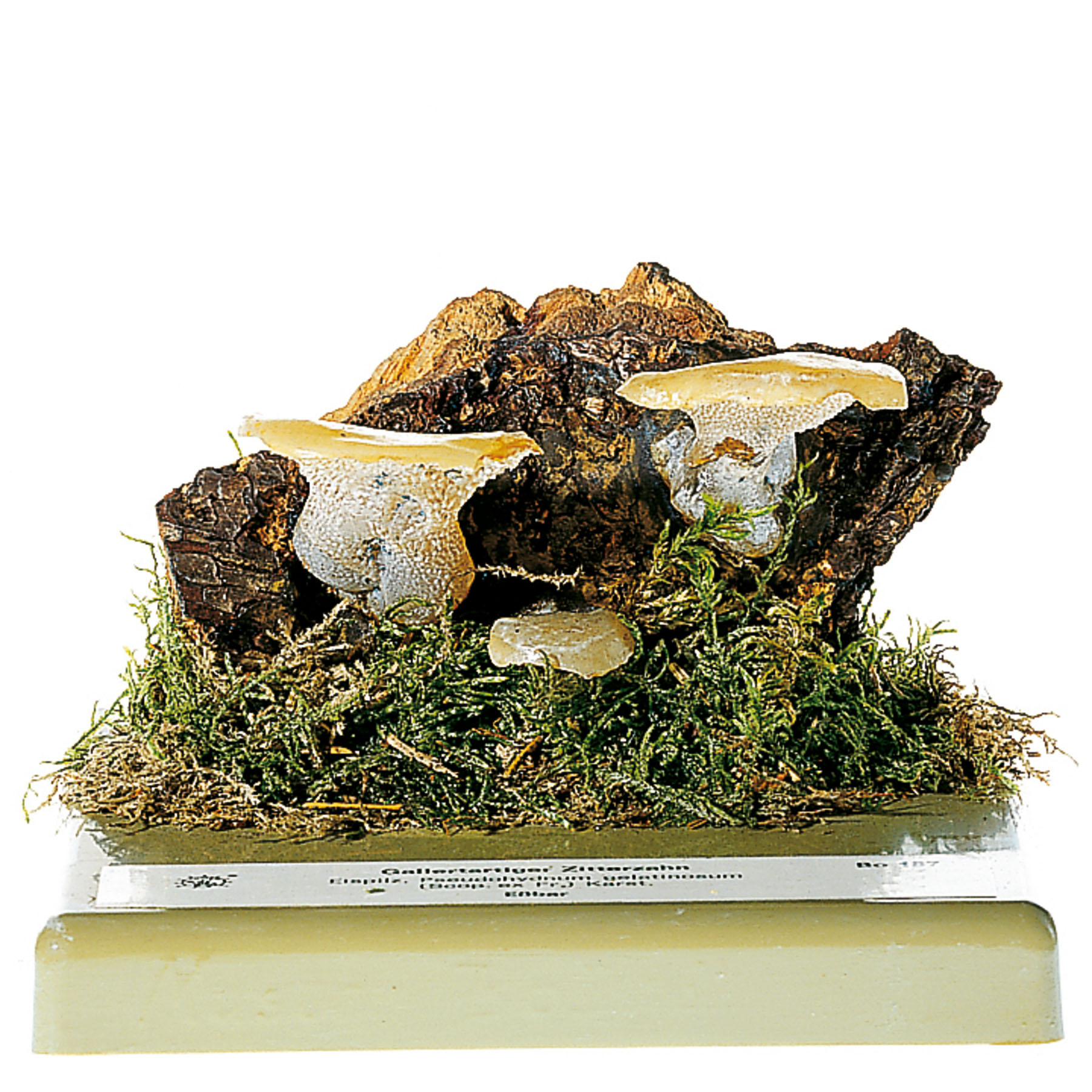 Toothed Jelly Fungus - Adam,Rouilly