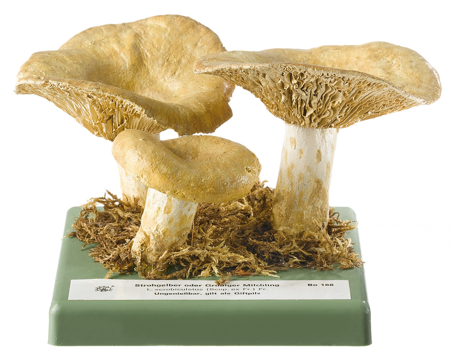 Spotted Milkcap - Adam,Rouilly