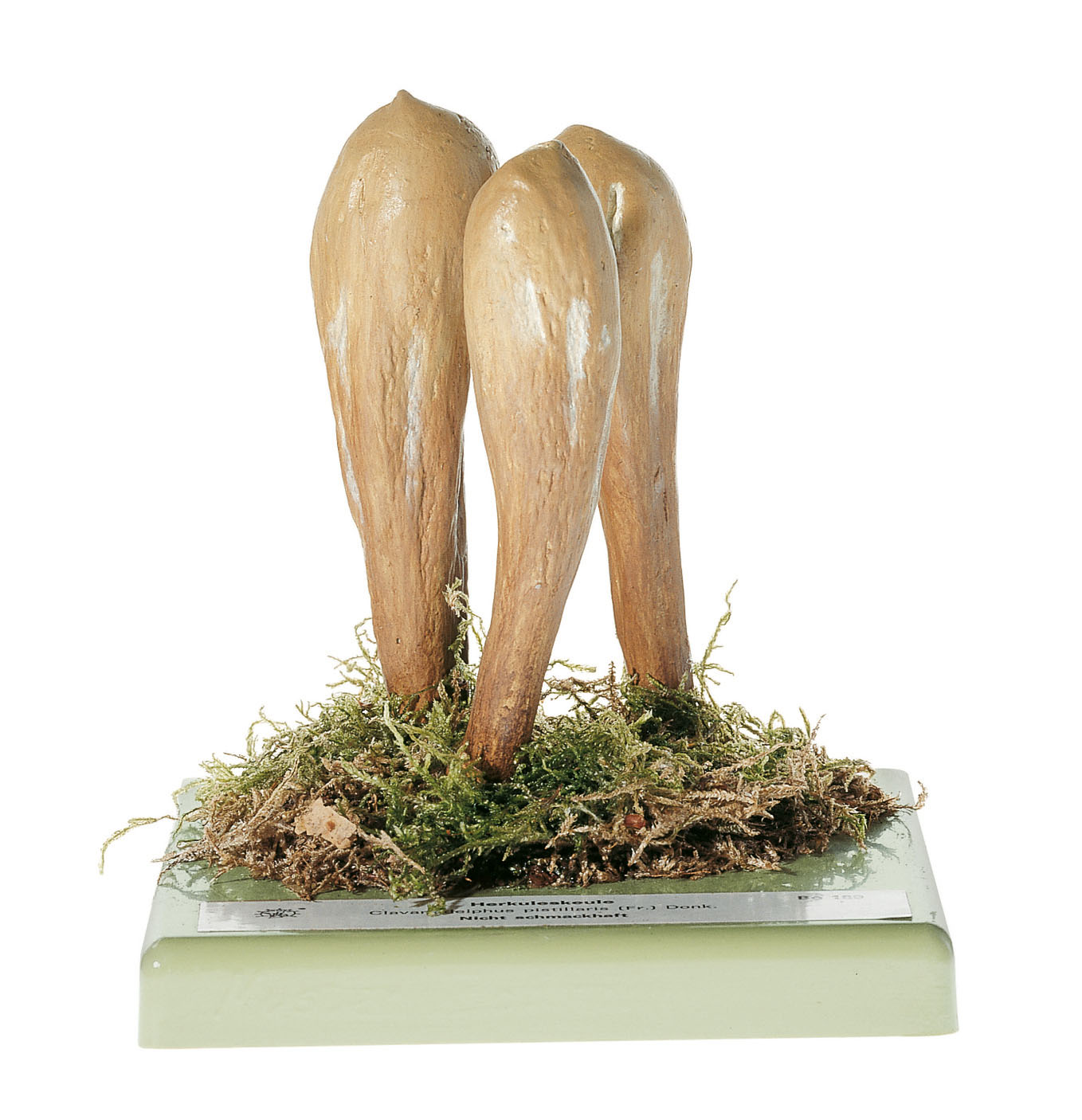 Giant Club Fungus - Adam,Rouilly