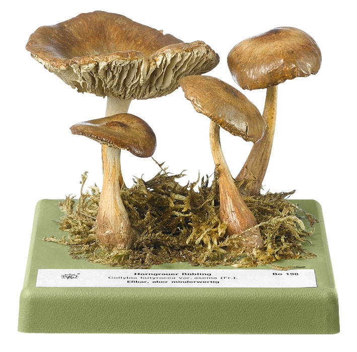 Butter Cap Mushroom | Adam,Rouilly