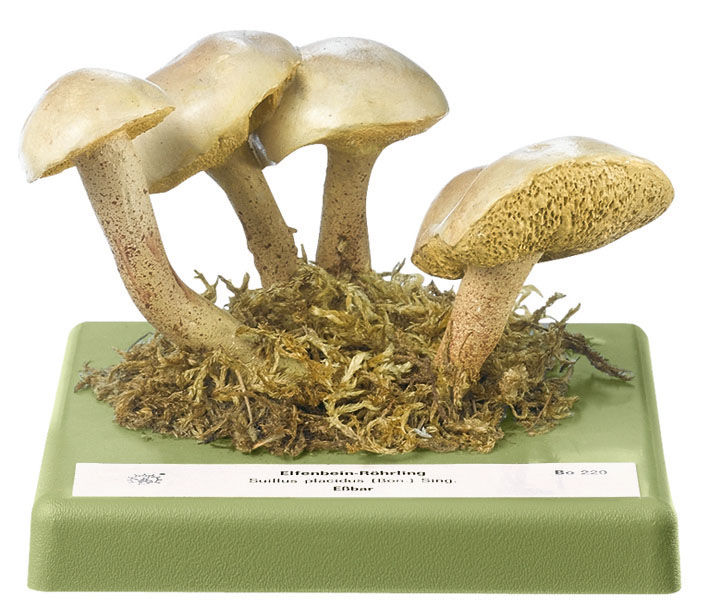 Slippery White Bolete - Adam,Rouilly