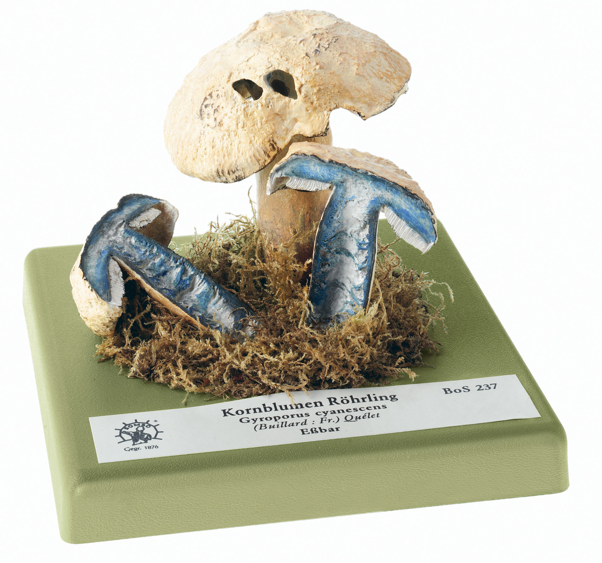 Bluing Bolete - Adam,Rouilly