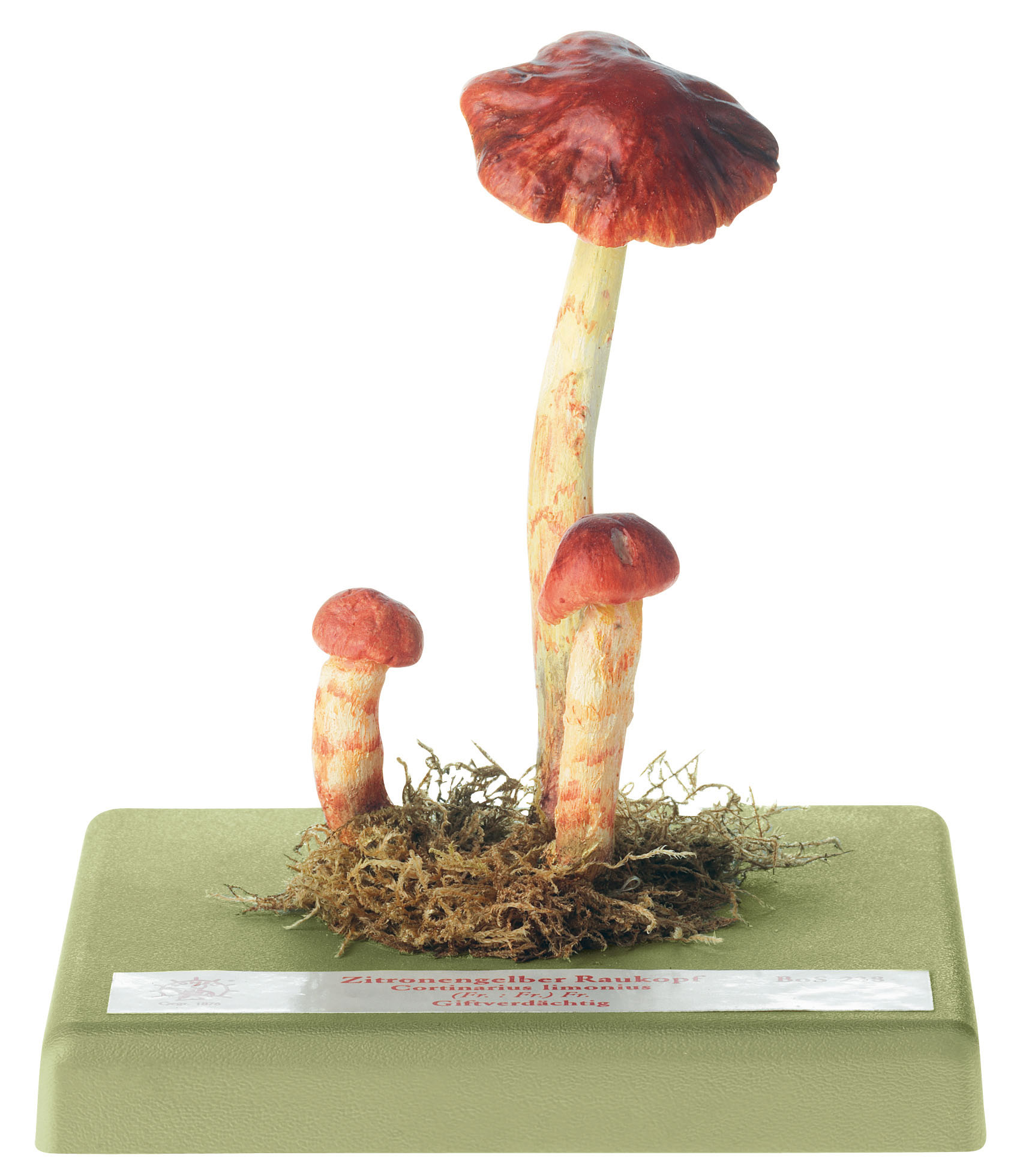 Sunset Webcap - Adam,Rouilly