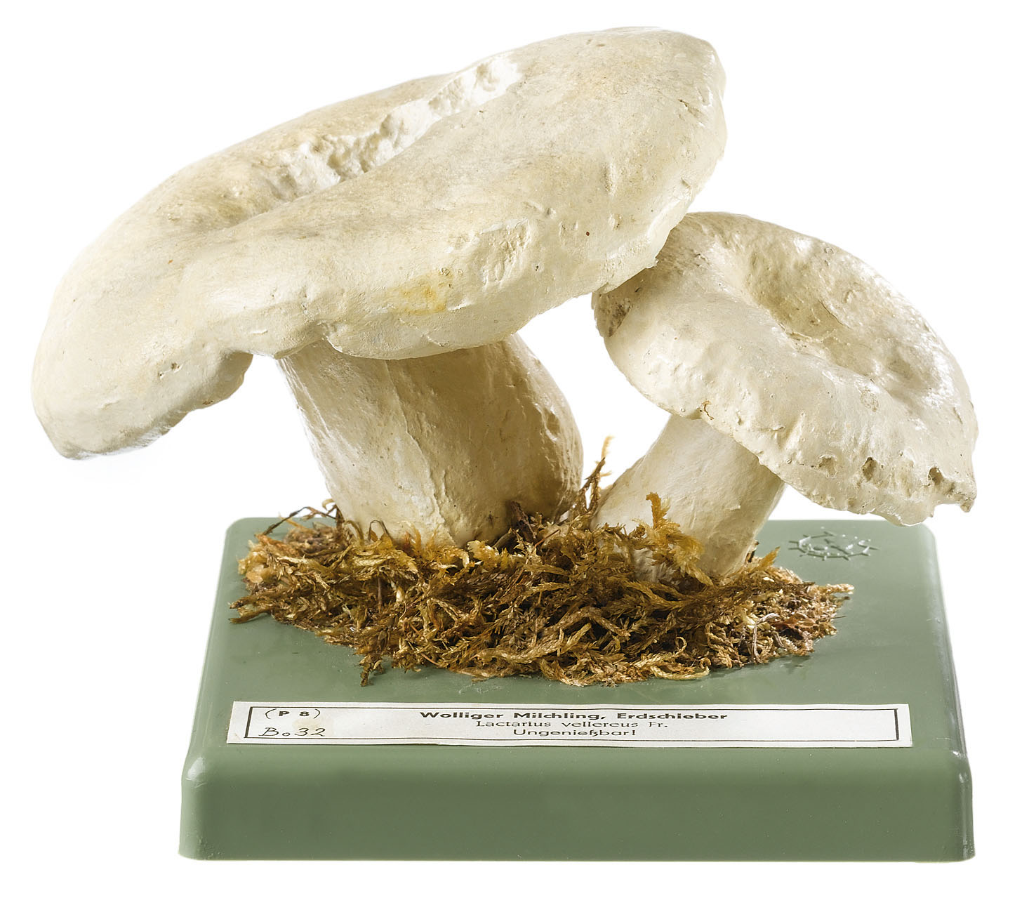 Fleecy Milkcap - Adam,Rouilly