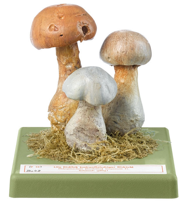 Gassy Webcap - Adam,Rouilly