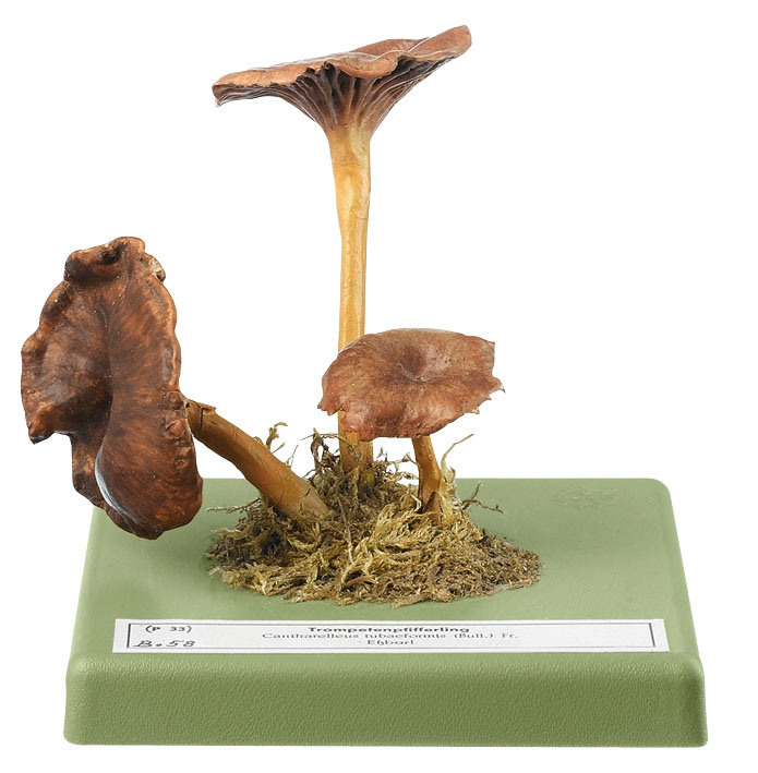 Trumpet Chanterelle Mushroom - Adam,Rouilly