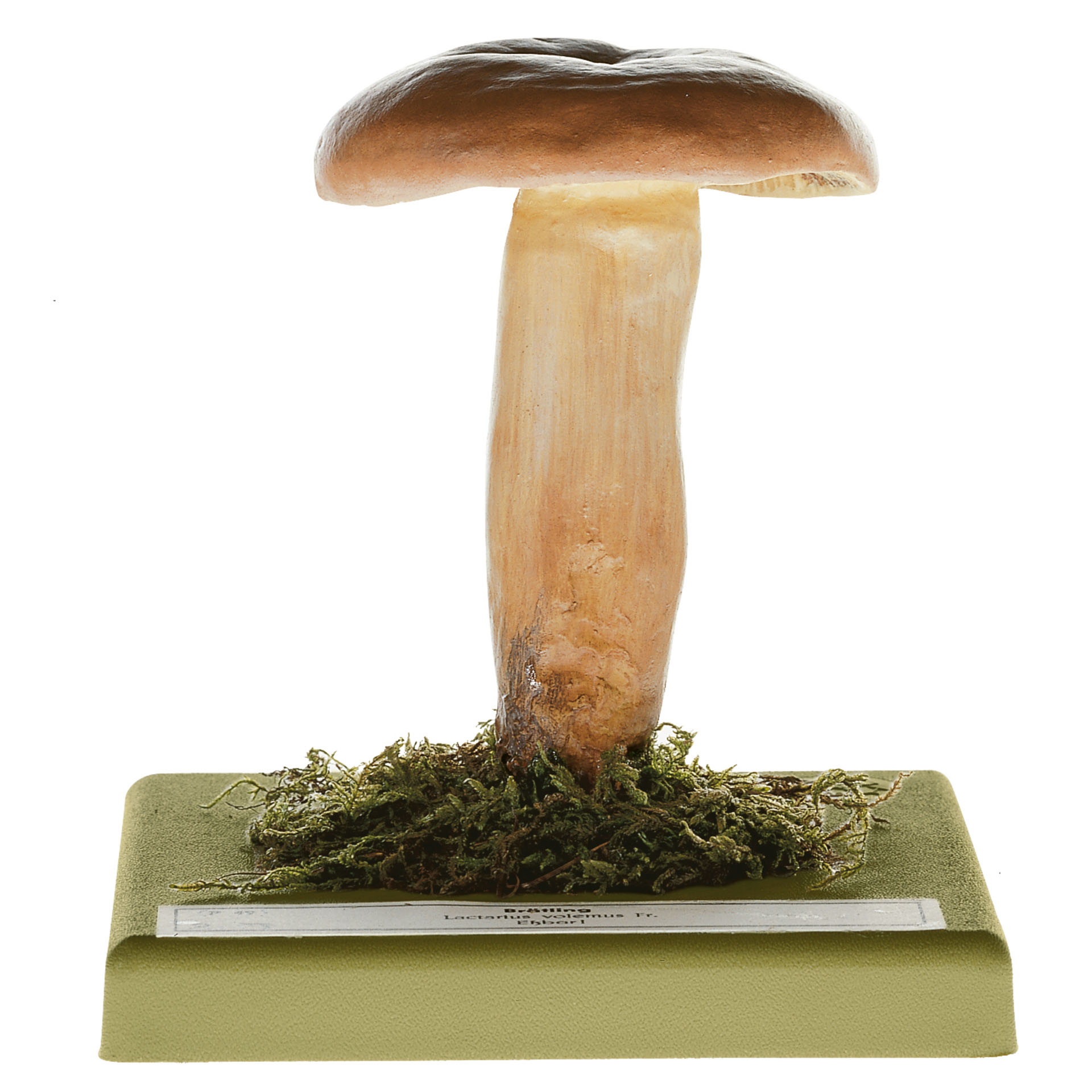 Weeping Milk Cap - Adam,Rouilly