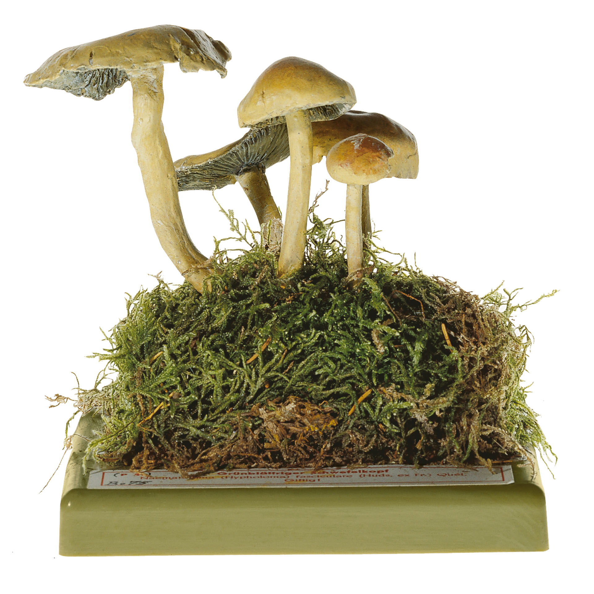 Sulphur Tuft - Adam,Rouilly