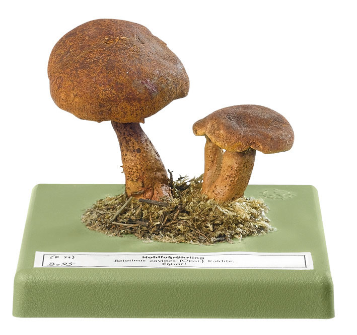 Hollow Bolete - Adam,Rouilly