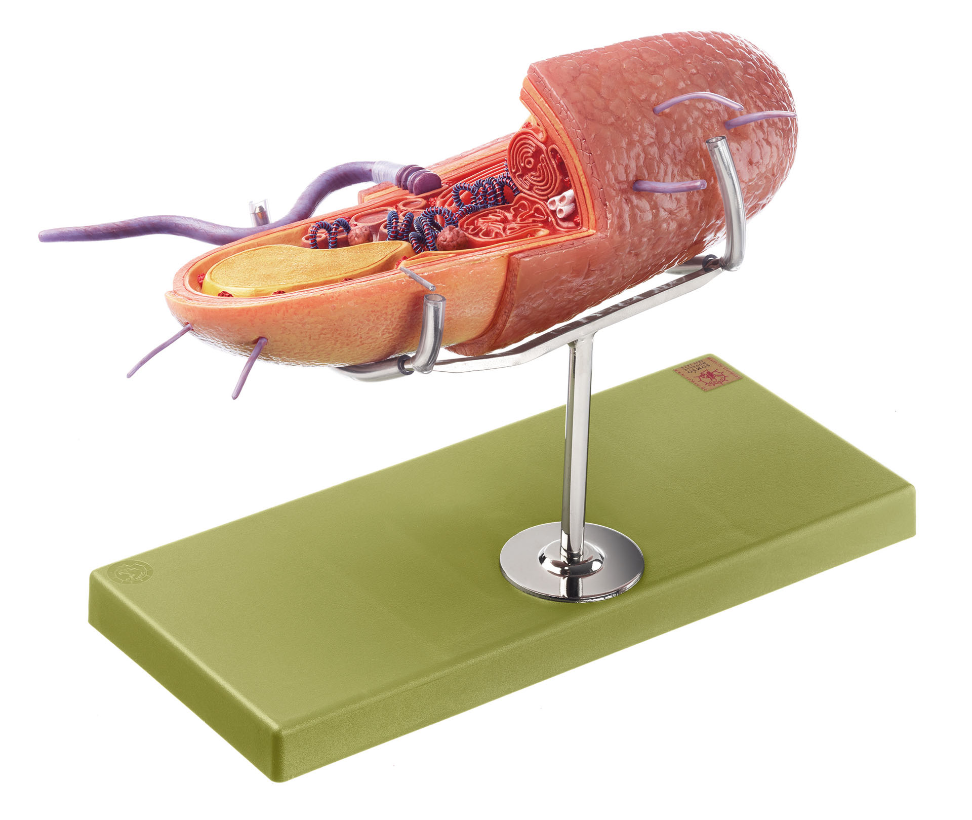 Model of the Bacterium - Adam,Rouilly