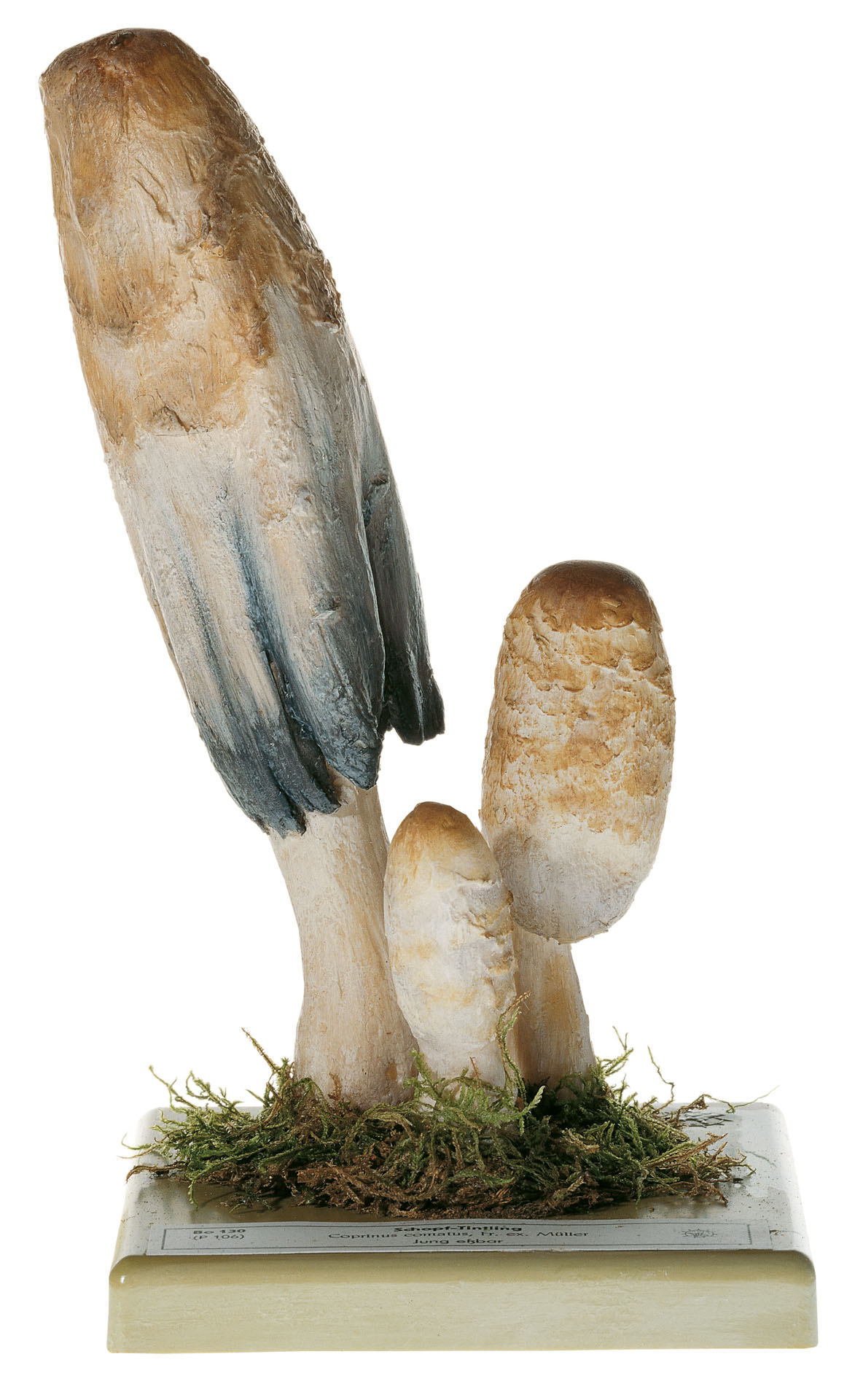 Shaggy Ink Cap - Adam,Rouilly
