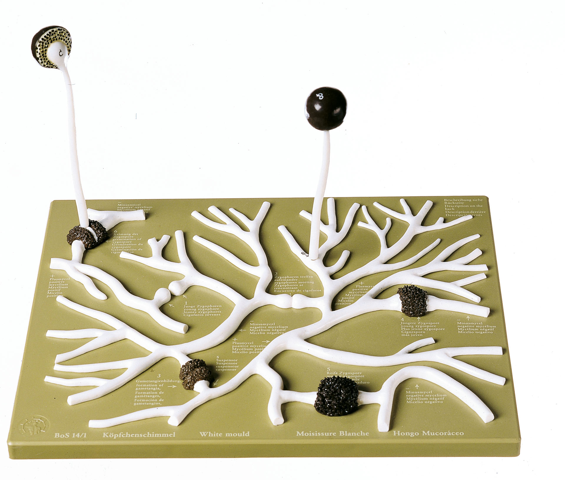 Fungi - Microscopic | Adam,Rouilly