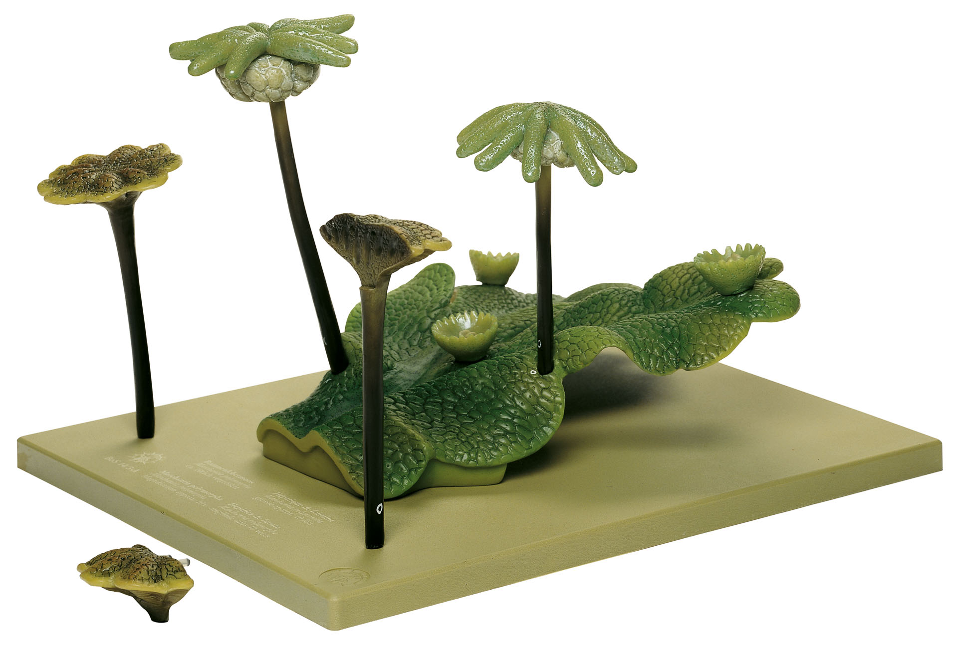 Liverwort - Adam,Rouilly