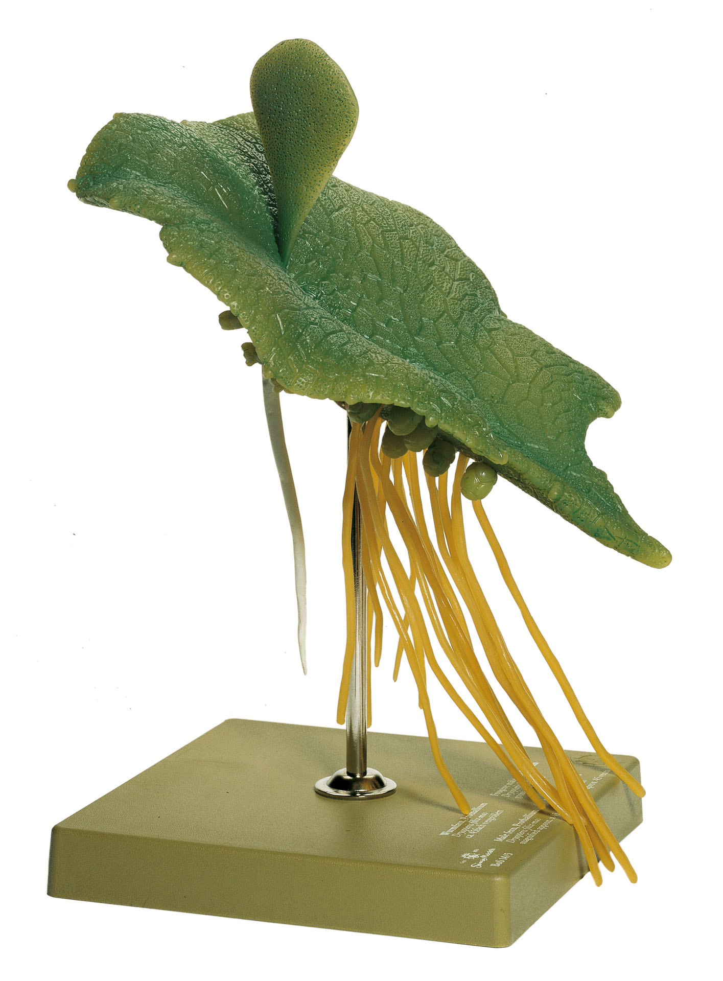 Male Fern - Prothallium - Adam,Rouilly