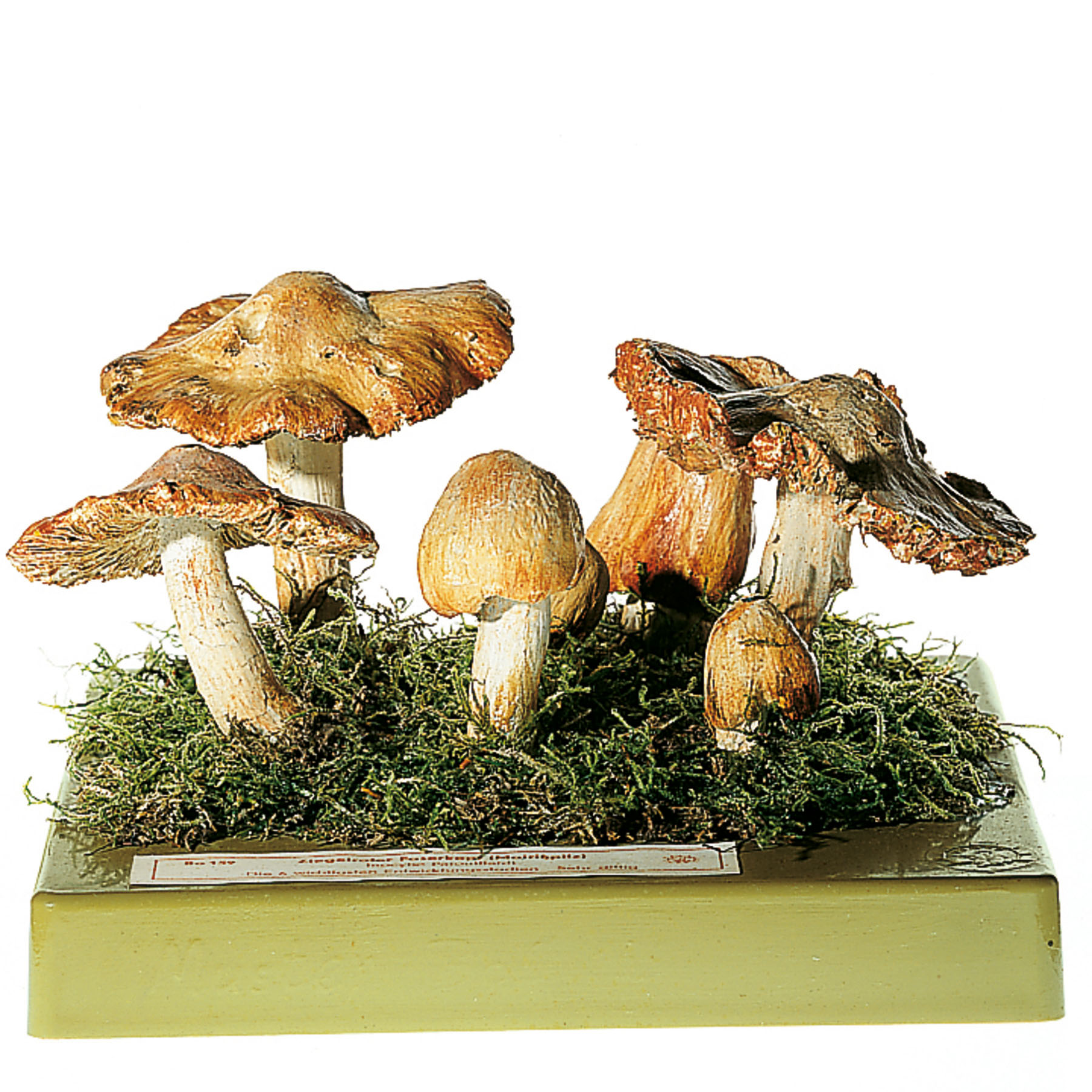 Deadly Fibrecap - Adam,Rouilly