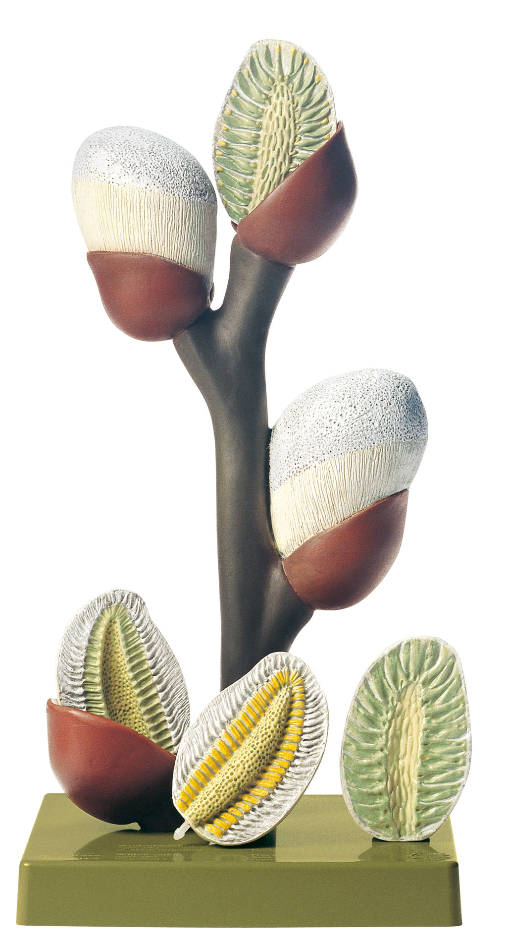 Willow Catkin - Adam,Rouilly