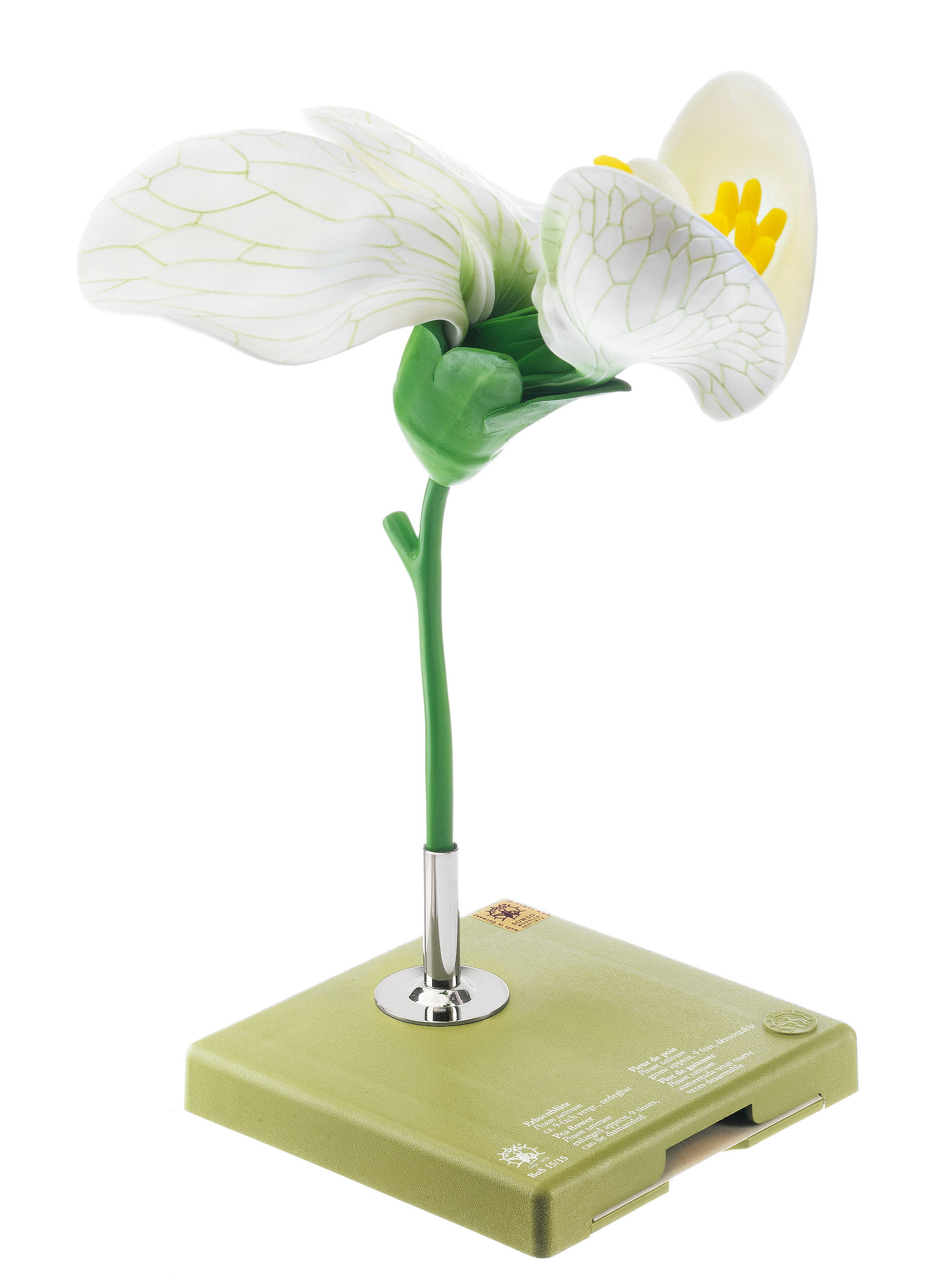 Pea, Flower - Adam,Rouilly