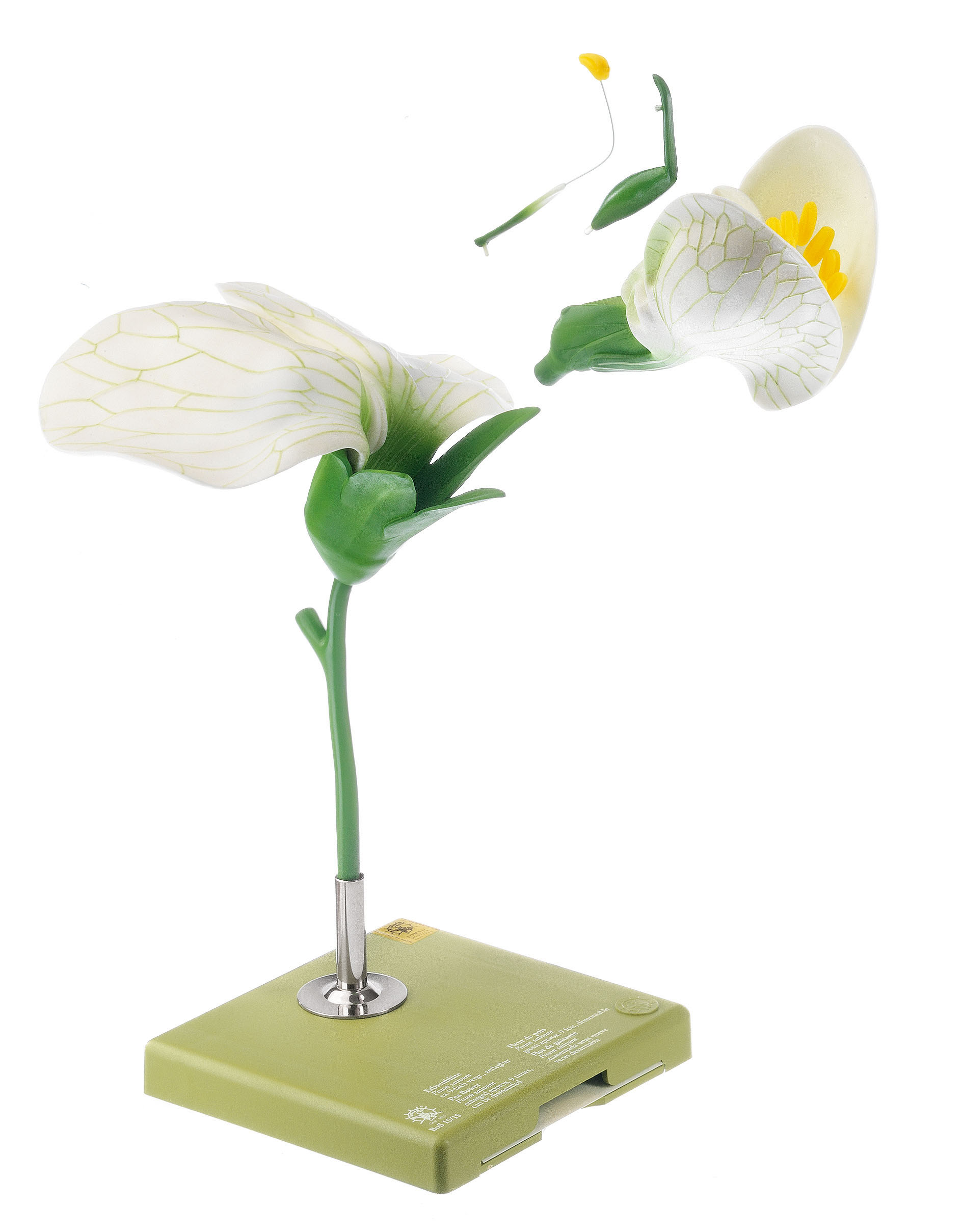 Pea, Flower - Adam,Rouilly