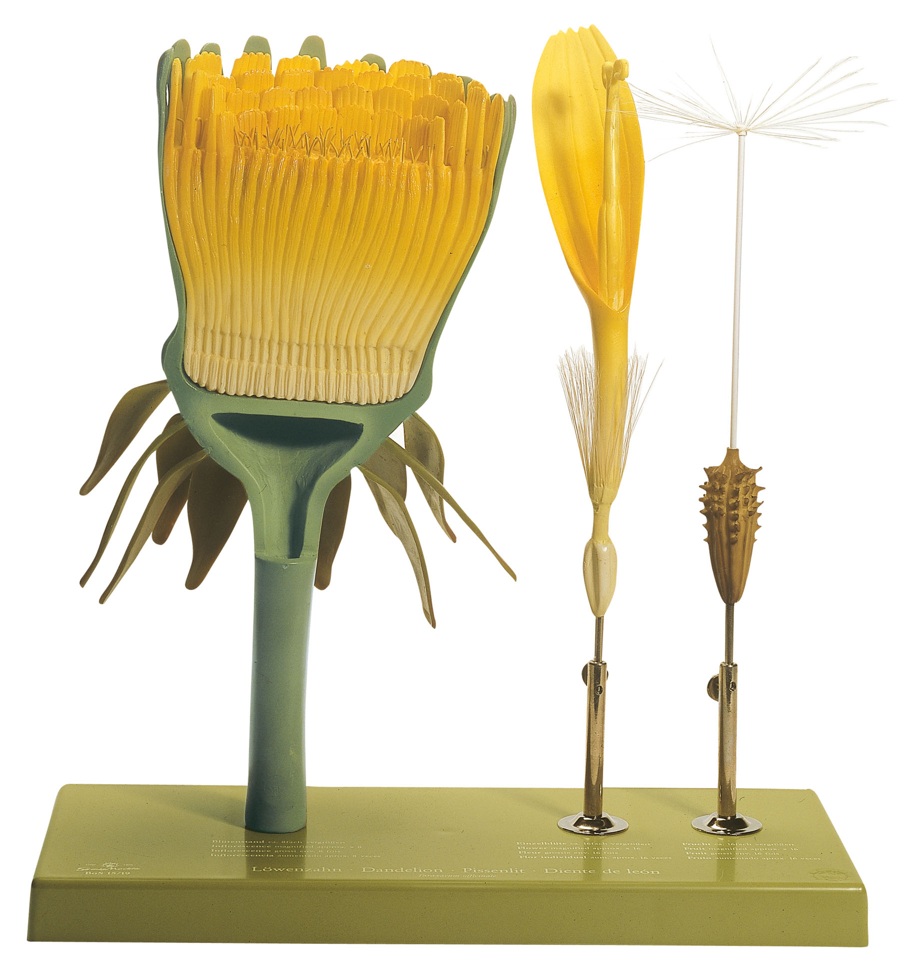 Dandelion, Inflorescence, Individual Blossom and Fruit - Adam,Rouilly