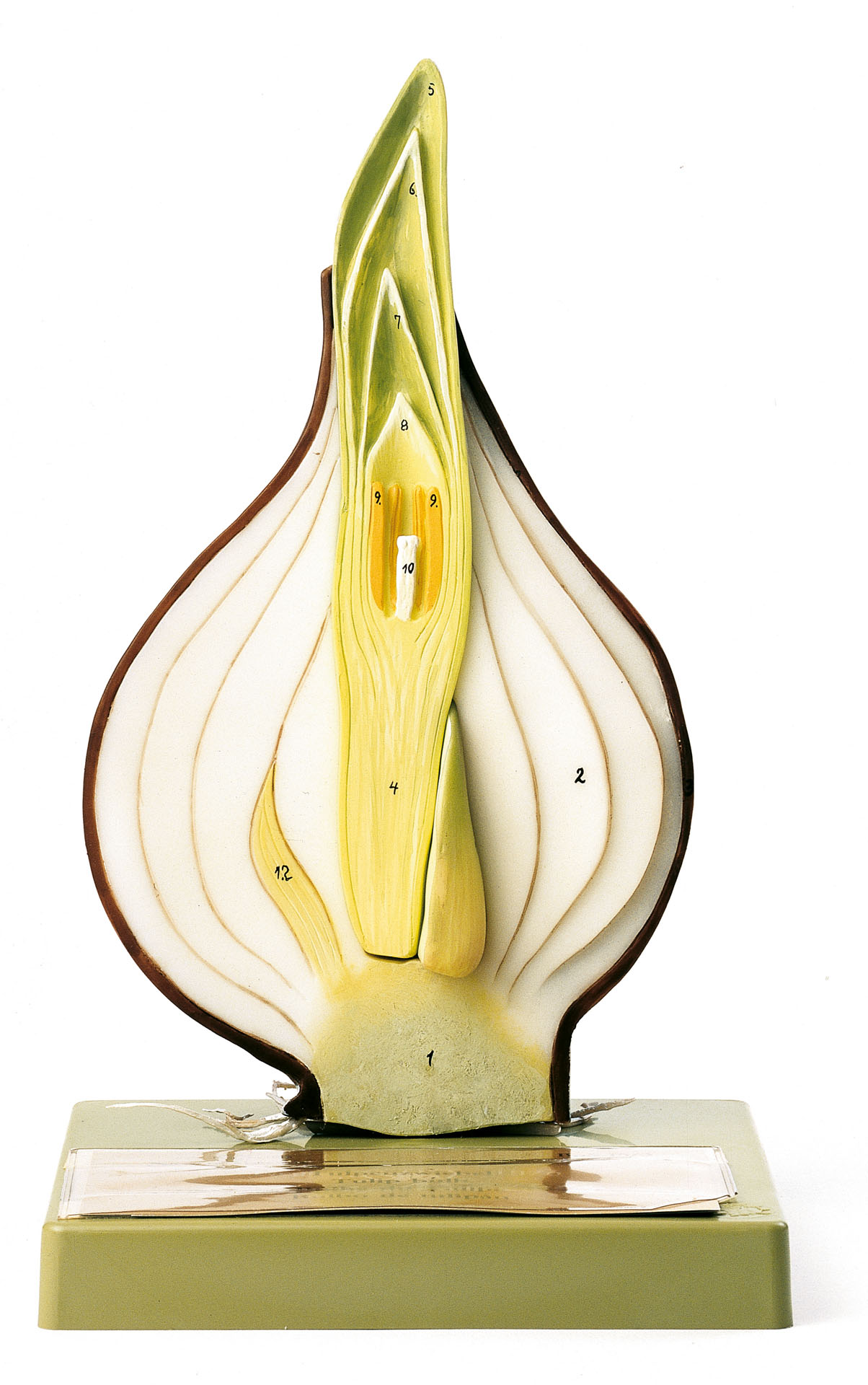 Tulip Bulb - Adam,Rouilly